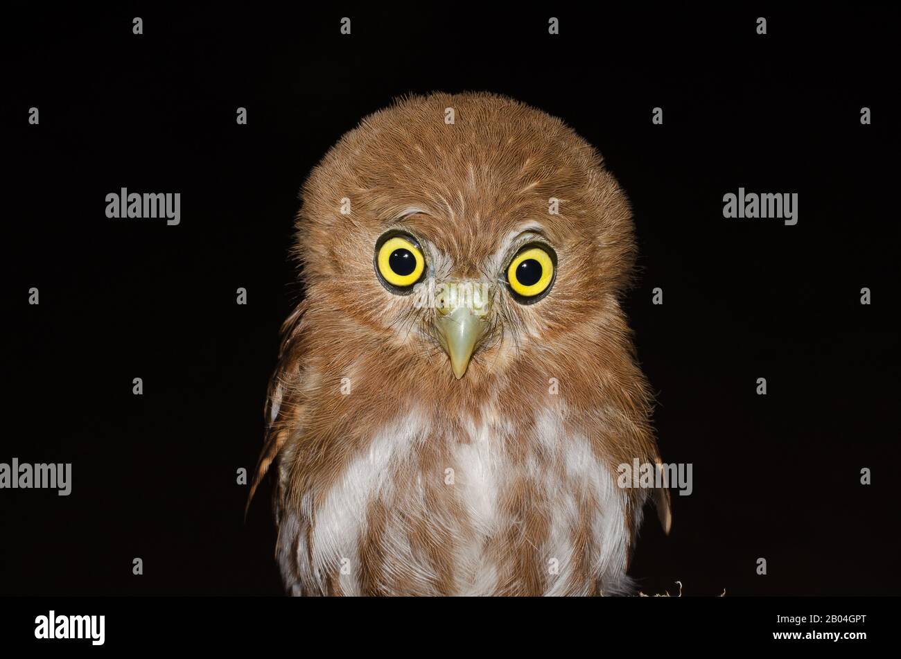 The ferruginous pygmy owl (Glaucidium brasilianum) is a small owl that ...