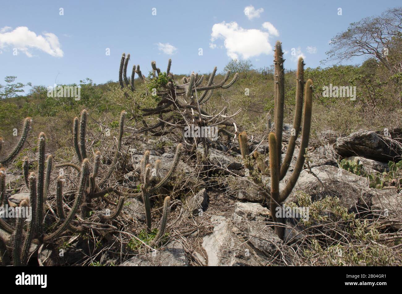 Caatinga brazil hi-res stock photography and images - Alamy