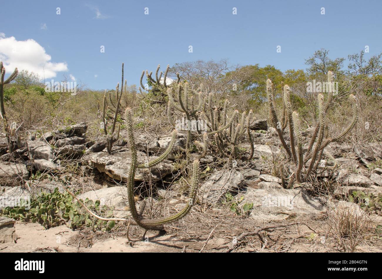 Caatinga brazil hi-res stock photography and images - Alamy