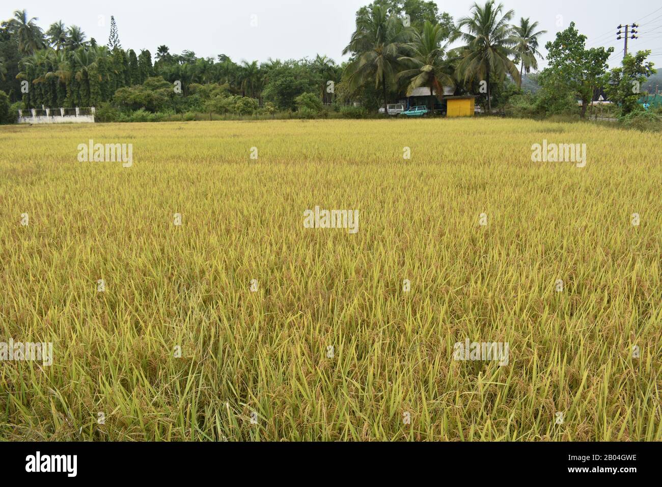 yellowish green Rice field in the fields of goa, India Stock Photo - Alamy