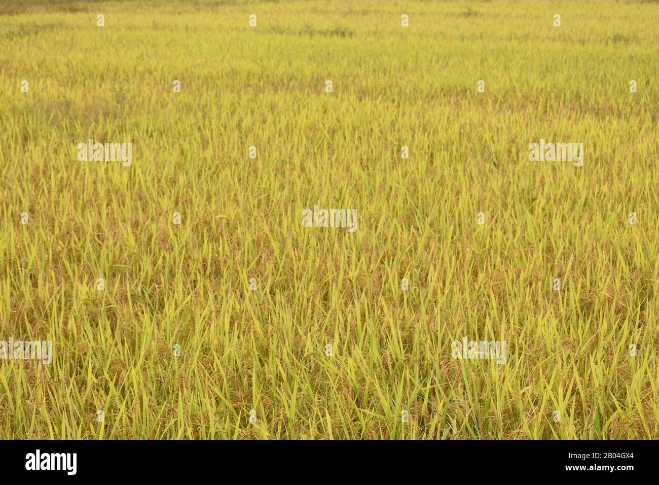 Paddy field goa hi-res stock photography and images - Alamy
