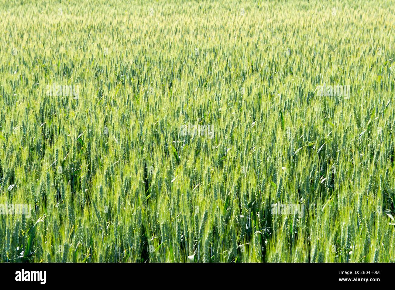 Wheat field in Whitman County in the Palouse near Pullman, Washington ...