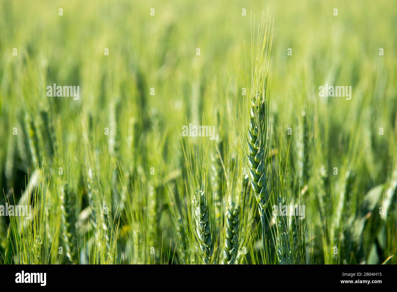 Close-up of wheat field in Whitman County in the Palouse near Pullman ...