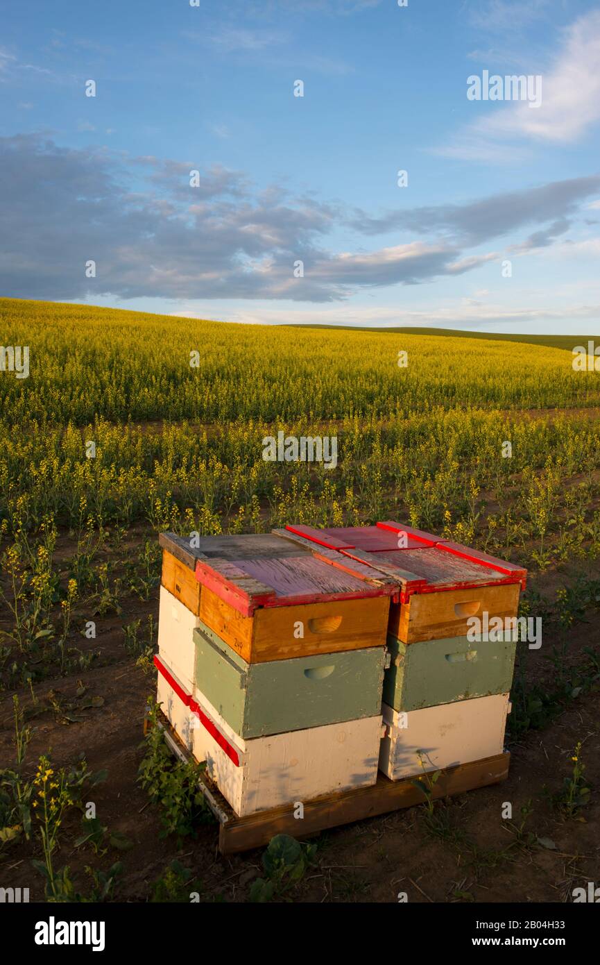 Beehives at a canola field hi-res stock photography and images - Alamy