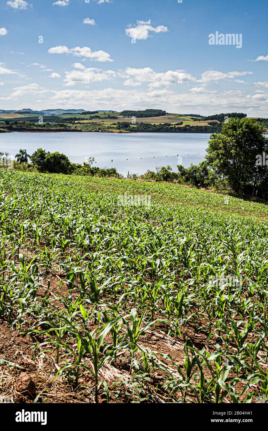 Corn plantations hi-res stock photography and images - Alamy