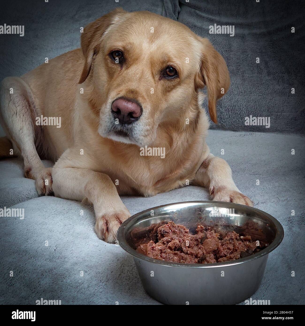 Dog eating food Stock Photo - Alamy