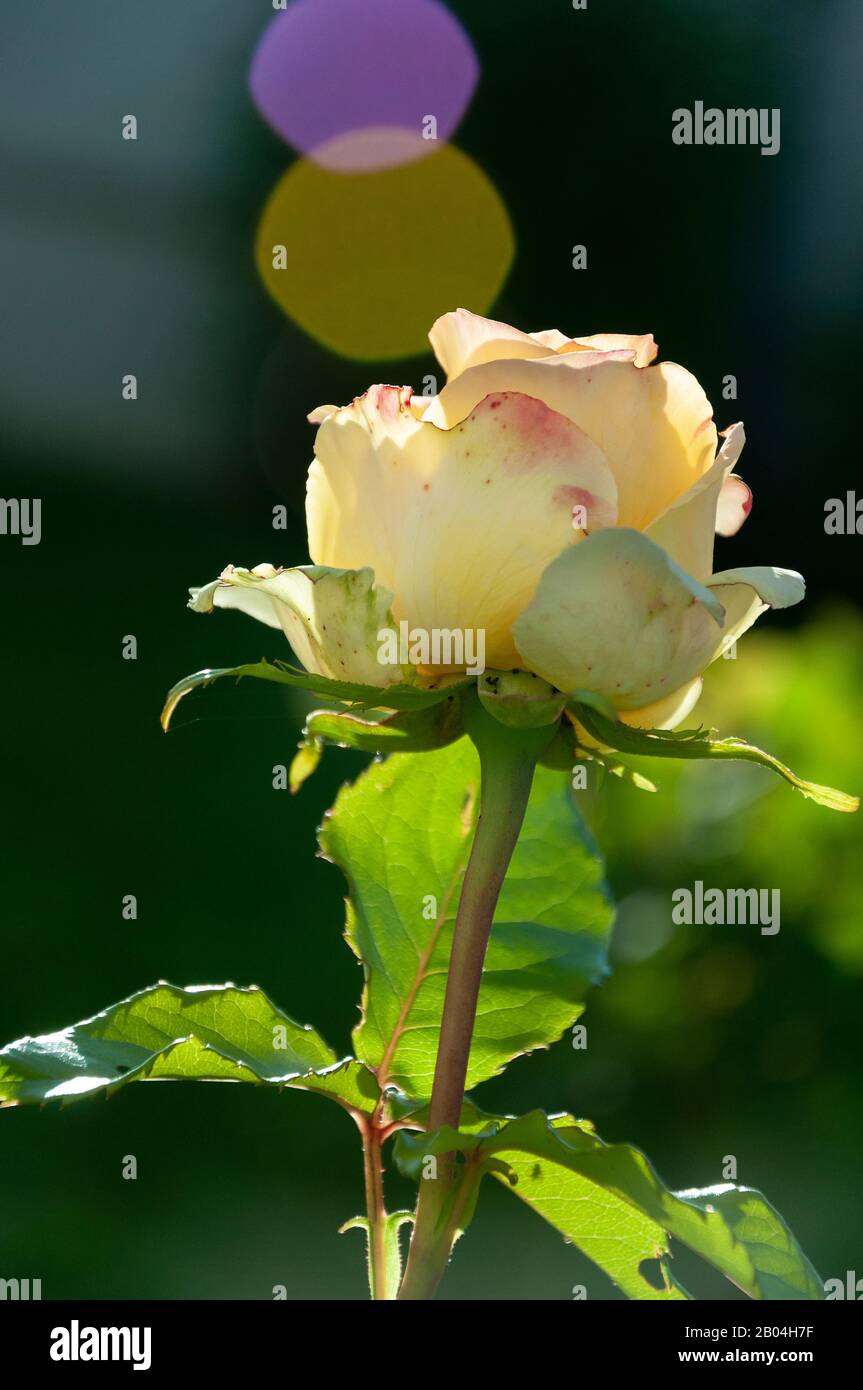 Closeup of yellow roses hi-res stock photography and images - Alamy