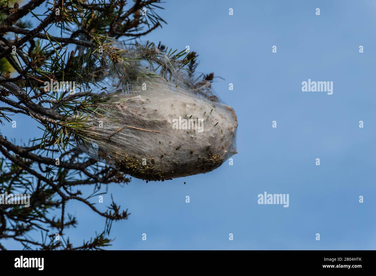A caterpillar tent with several visible caterpillars crawling on a ...