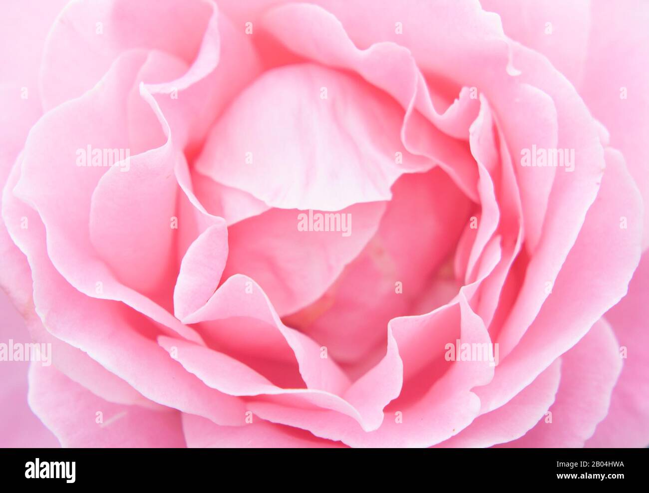Prink flowers hi-res stock photography and images - Alamy