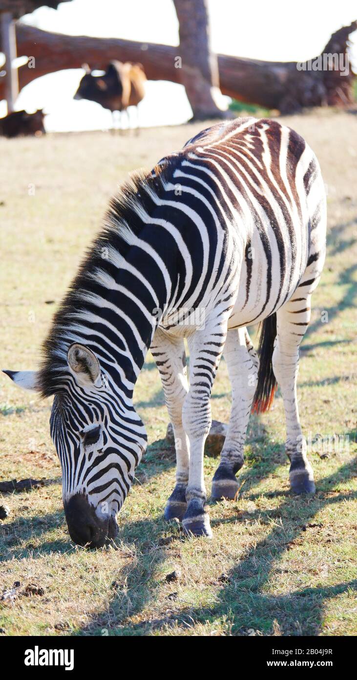 Island of brijuni hi-res stock photography and images - Alamy