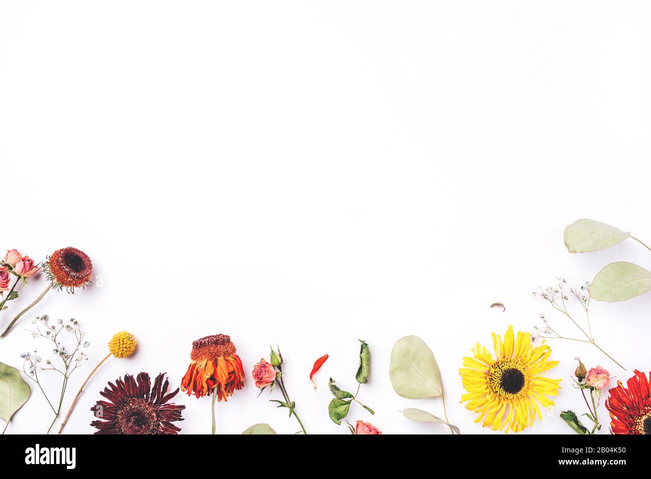 Frame of dry flowers on white background Stock Photo - Alamy