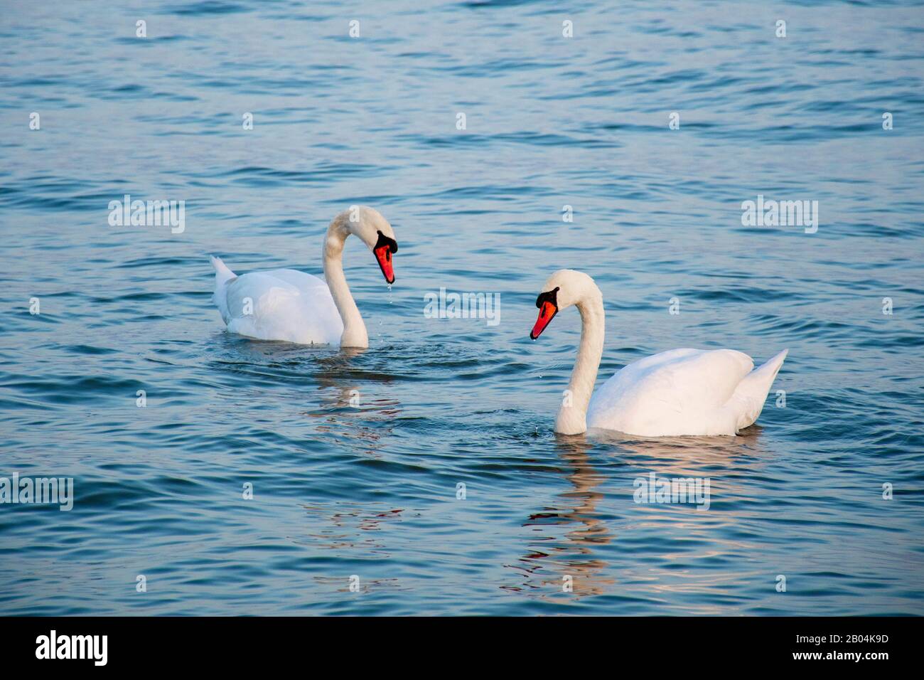 Romantic swans hi-res stock photography and images - Alamy