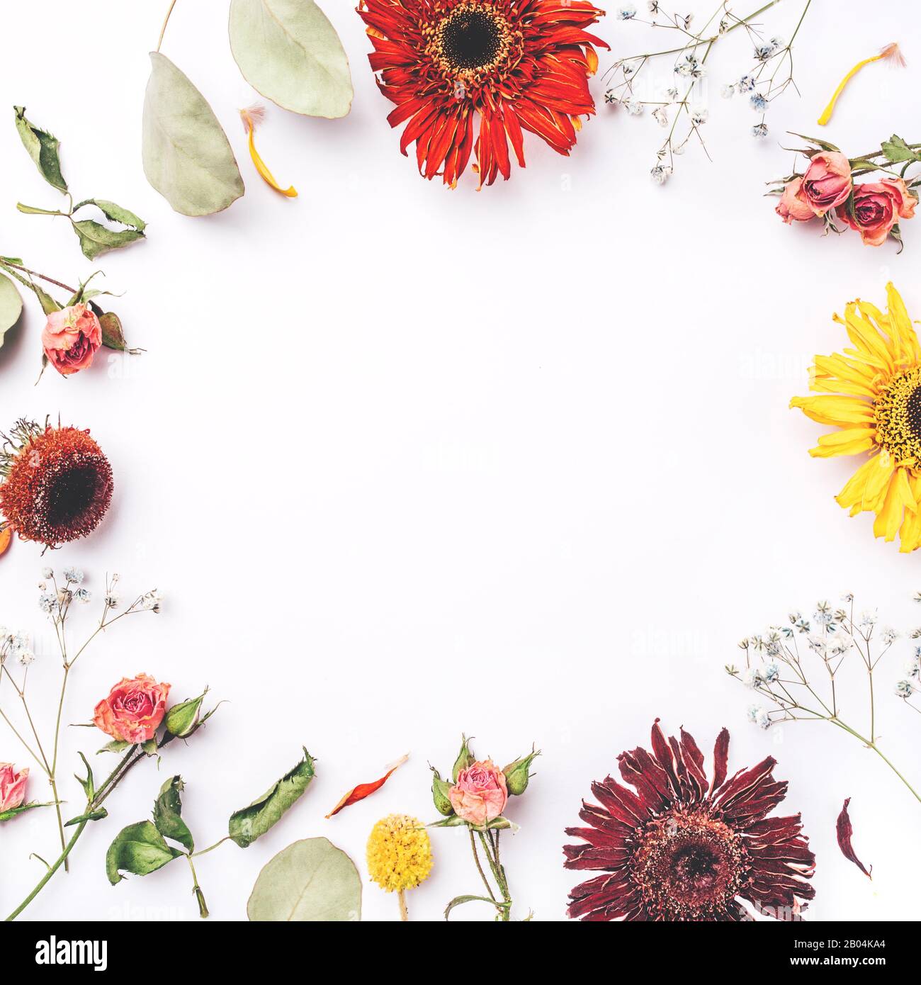 Frame of dry flowers on white background Stock Photo - Alamy