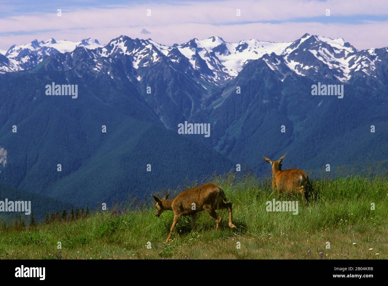 Two Black-tailed deer at Hurricane Ridge on the Olympic Peninsula in ...
