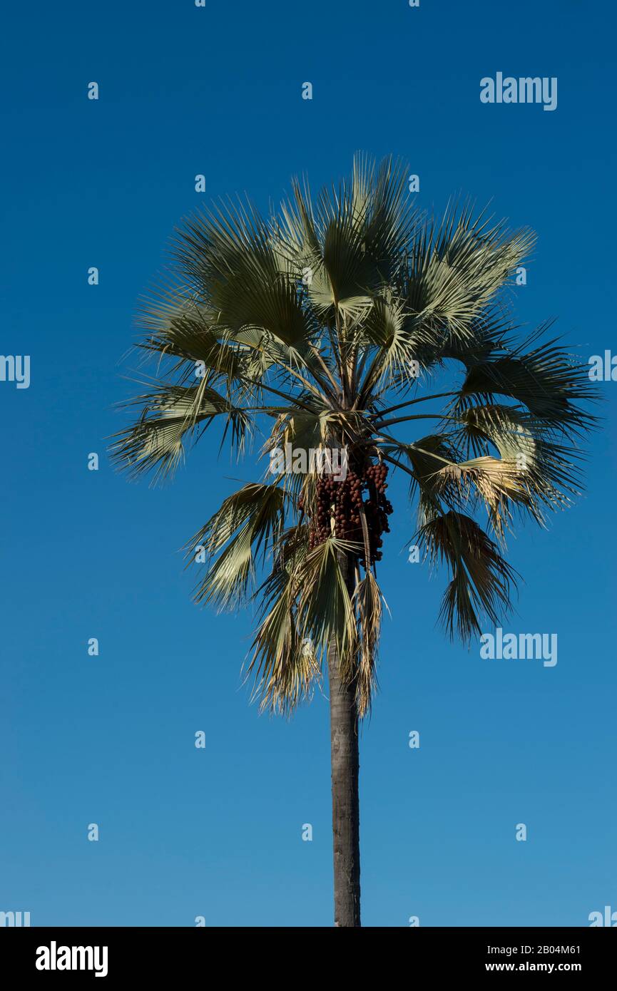 A Fan palm tree with fruits near Chitabe in the Okavango Delta in ...