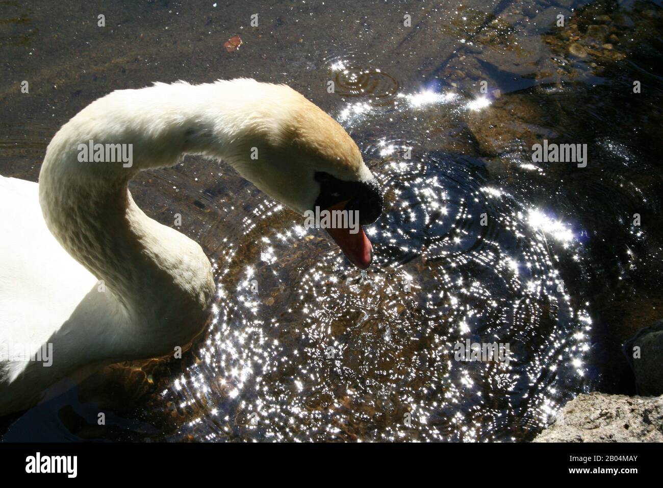 Northern hemisphere species of swan have pure white plumage hi-res ...