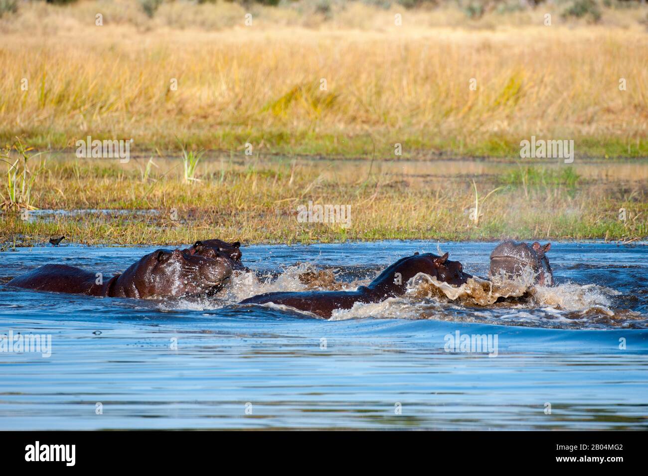 Hippopotamus (Hippopotamus amphibius) mating in river near Chitabe in ...