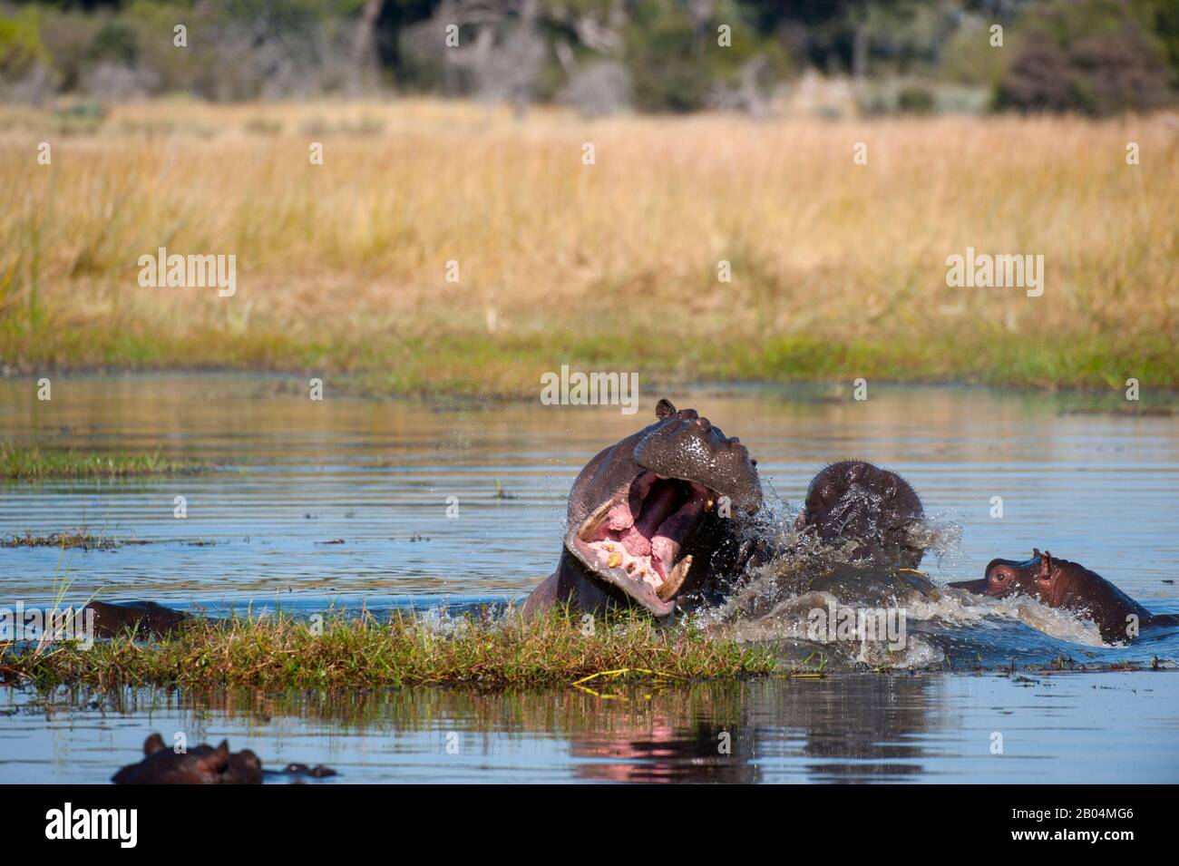 Hippo mating hi-res stock photography and images - Alamy
