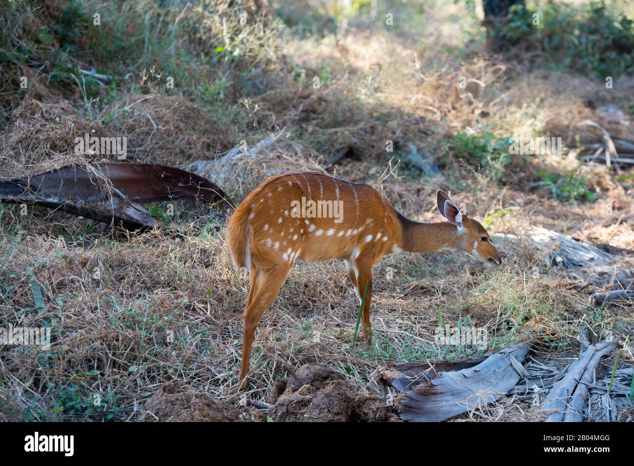 Bushbuck female hi-res stock photography and images - Alamy