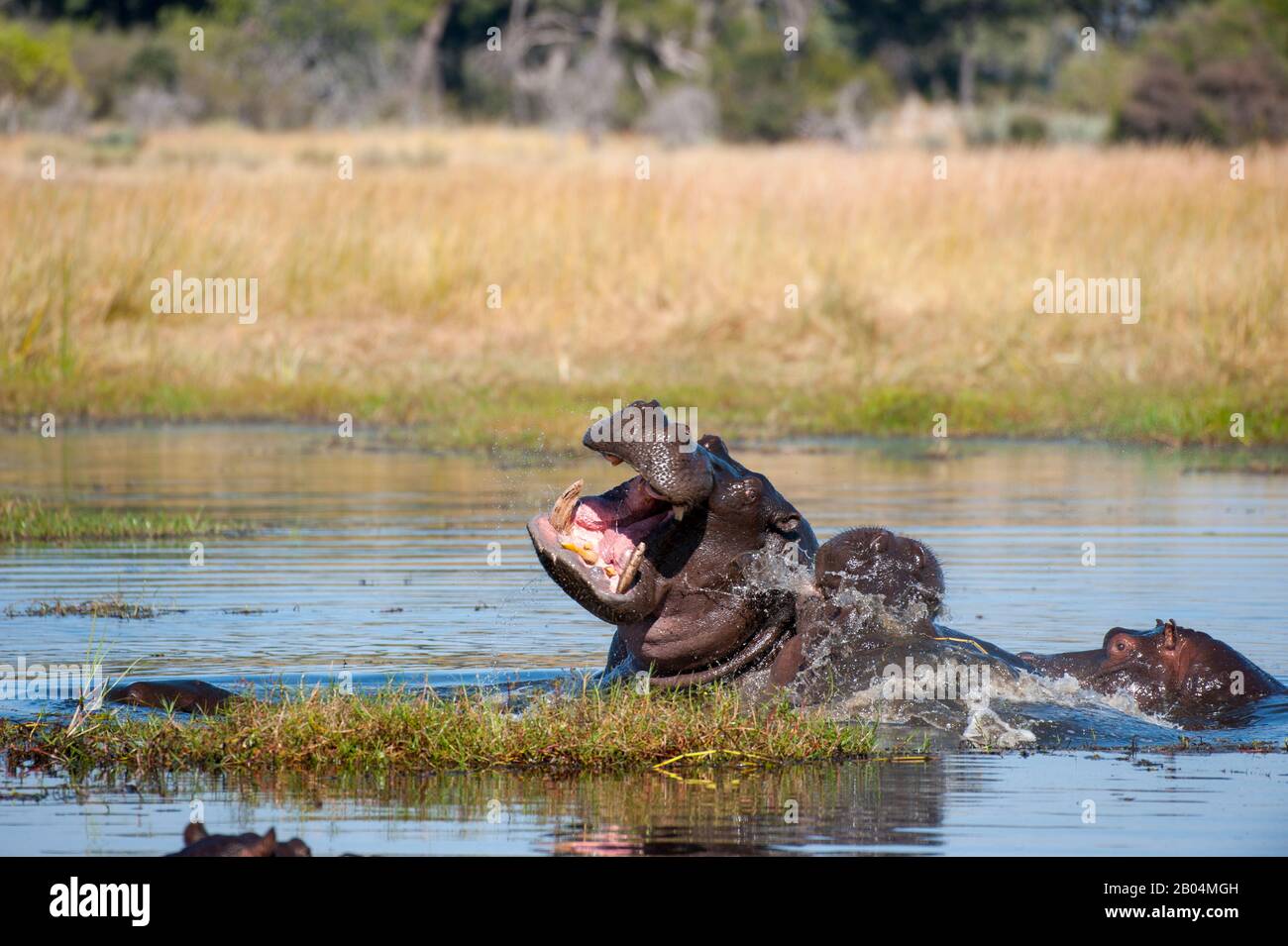 Hippopotamus (Hippopotamus amphibius) mating in river near Chitabe in ...