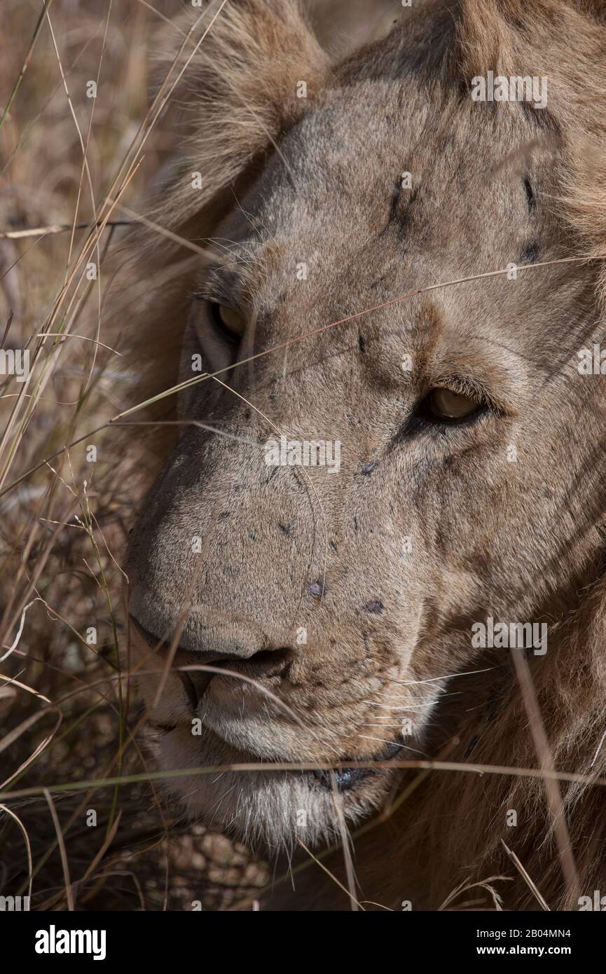 Portrait of male Lion (Panthera leo) in grass in the Chitabe area of ...