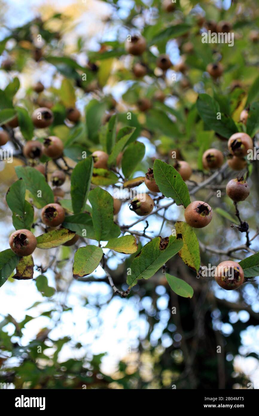 Medlars growing in the wild, France Stock Photo - Alamy