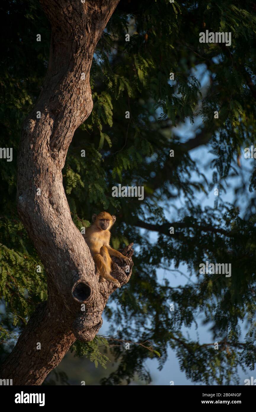 Young yellow baboon papio cynocephalus hi-res stock photography and ...