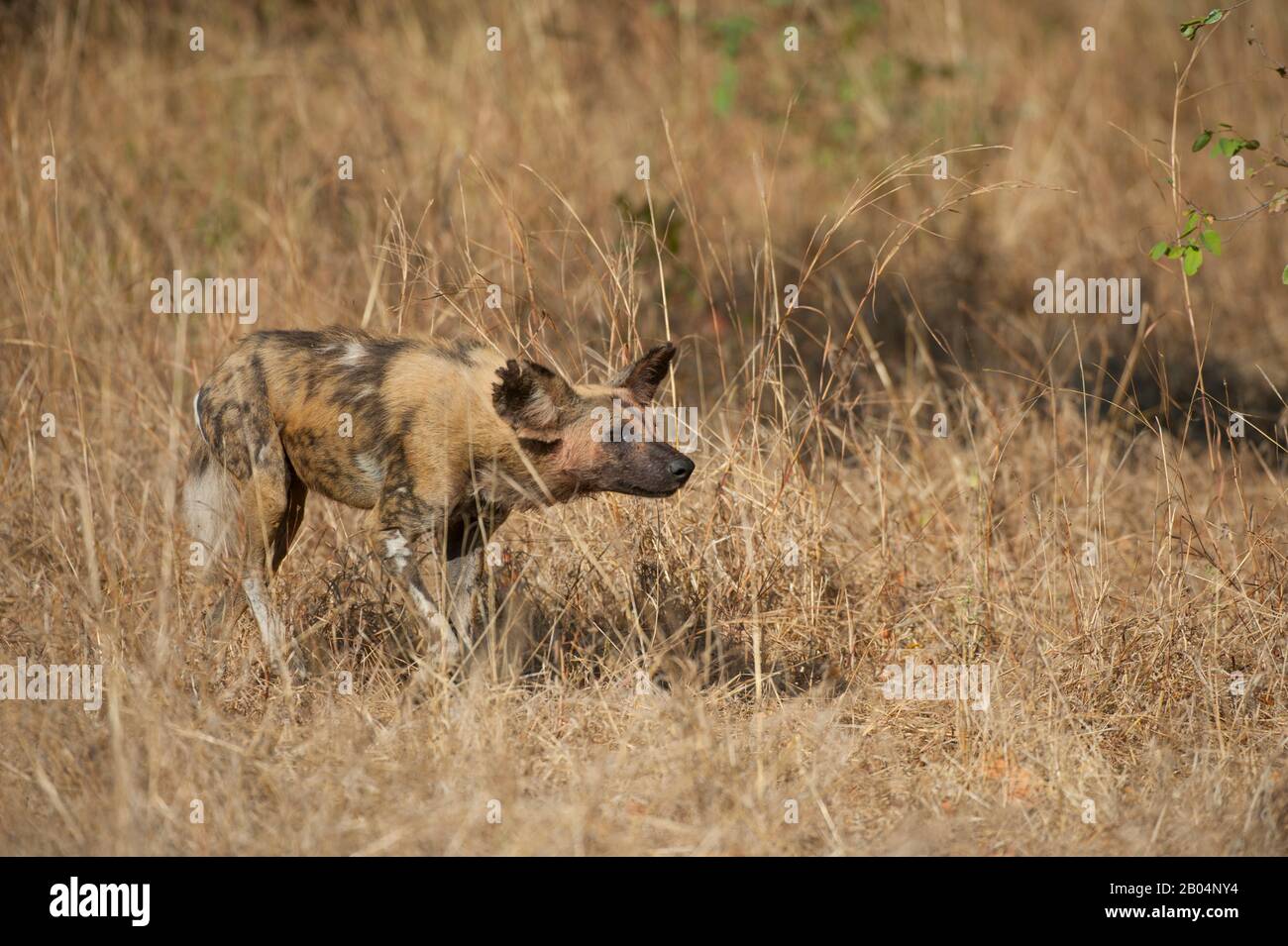 African wild dog (Lycaon pictus) stalking through high grass in South ...