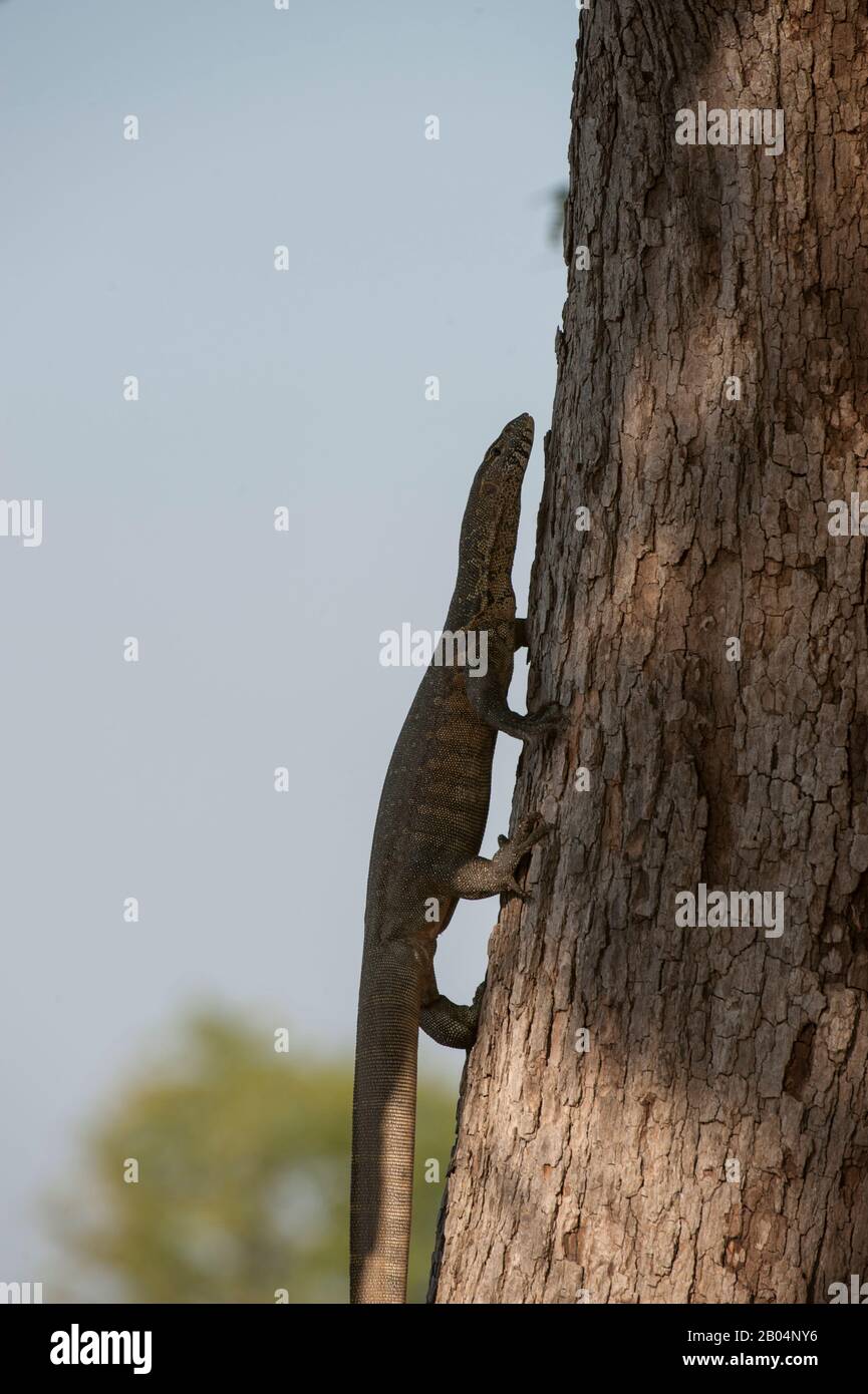 A monitor lizard is climbing a tree in South Luangwa National Park in ...
