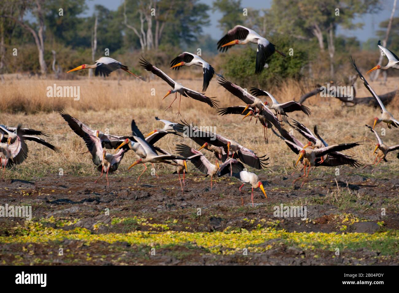 Group of ibis taking flight hi-res stock photography and images - Alamy
