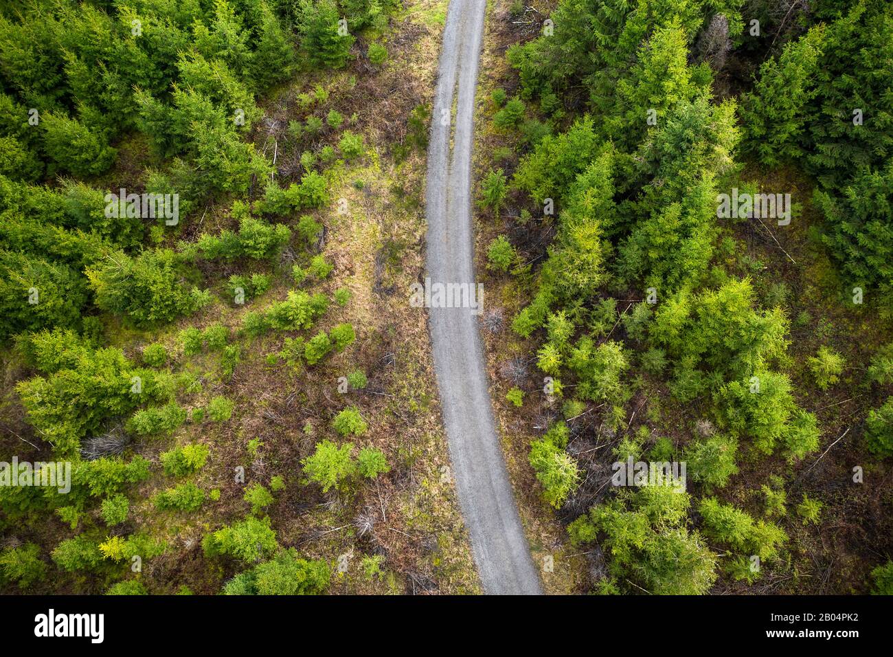 a forest path in a needle forest from above Stock Photo - Alamy