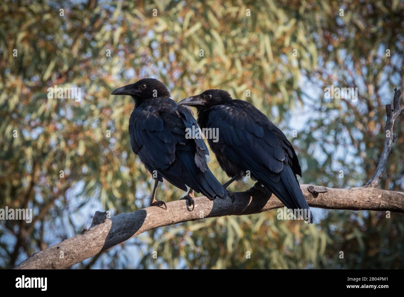 Australian ravens hi-res stock photography and images - Alamy