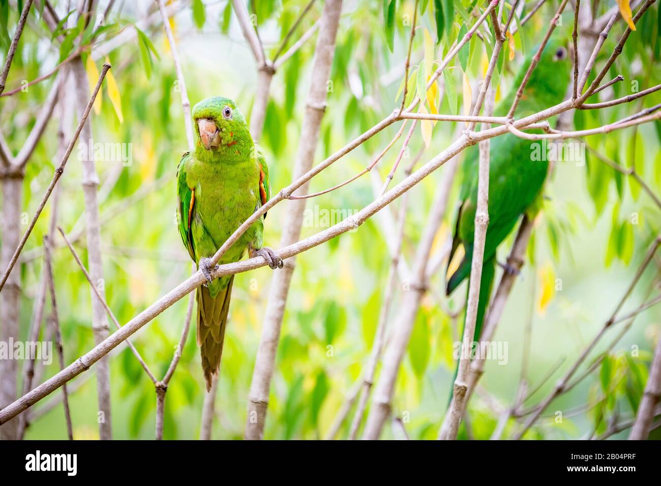 Pionus Maximiliani, AKA Maritaca. A very common bird in Brazil's ...