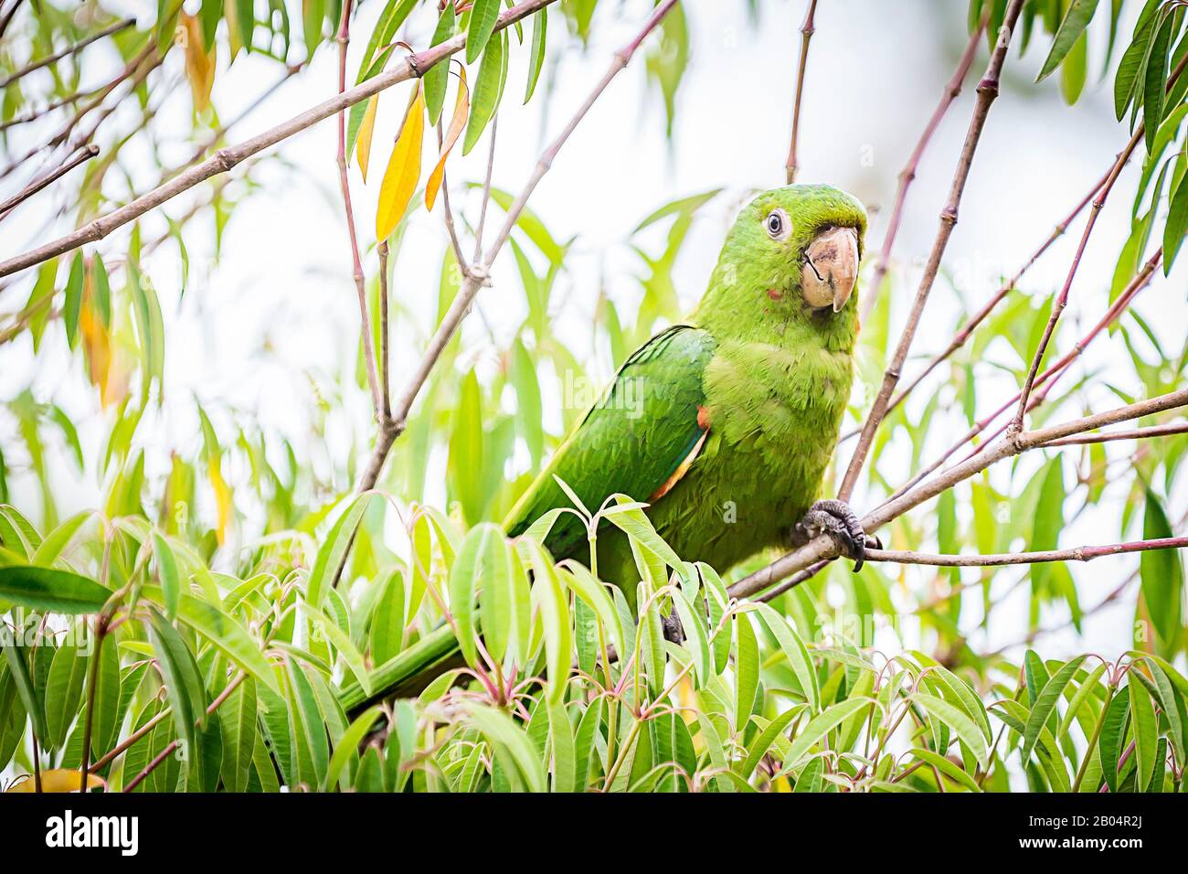 Pionus Maximiliani, AKA Maritaca. A very common bird in Brazil's ...