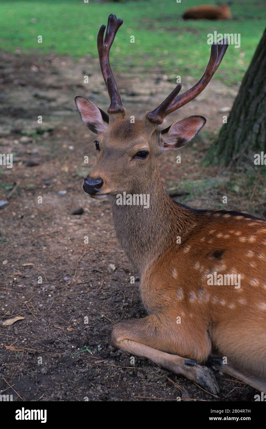 A male Sika deer near the Kasuga Taisha Shrine (Shinto shrine) in Nara ...