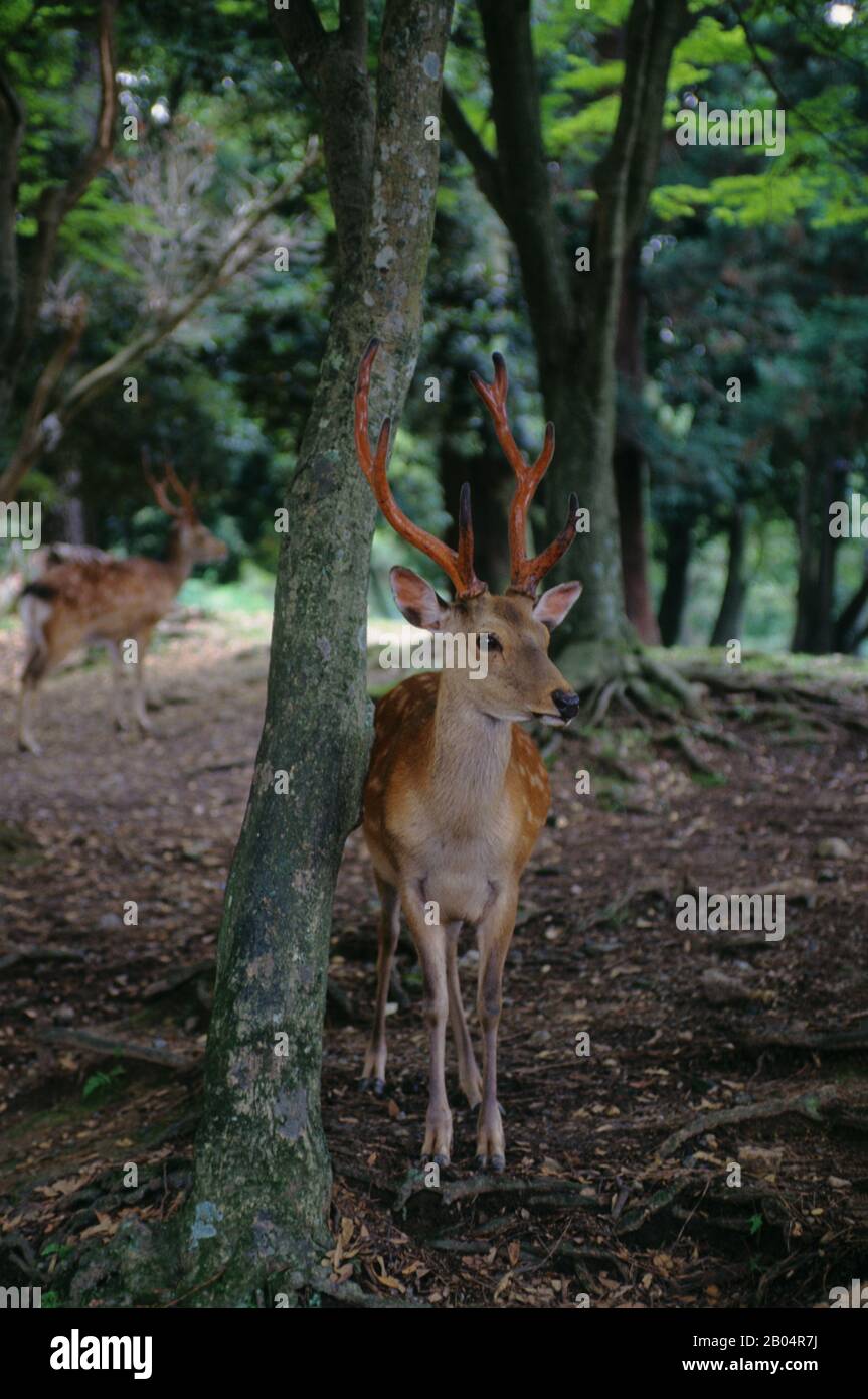 Male sika deer hi-res stock photography and images - Alamy