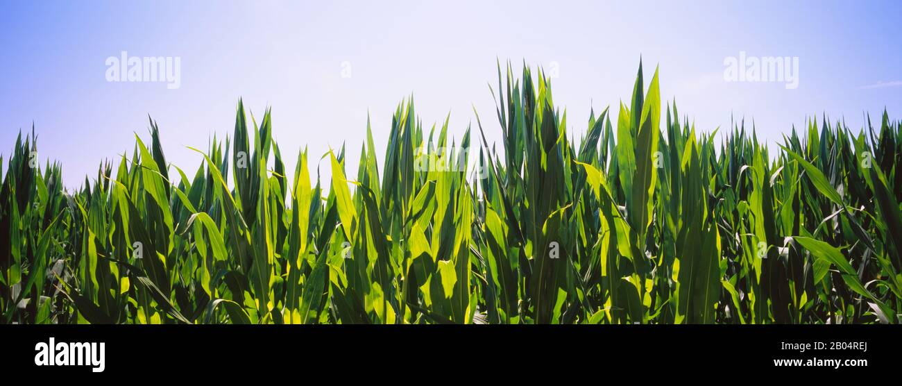 Corn crop growing in a field, Washington State, USA Stock Photo - Alamy
