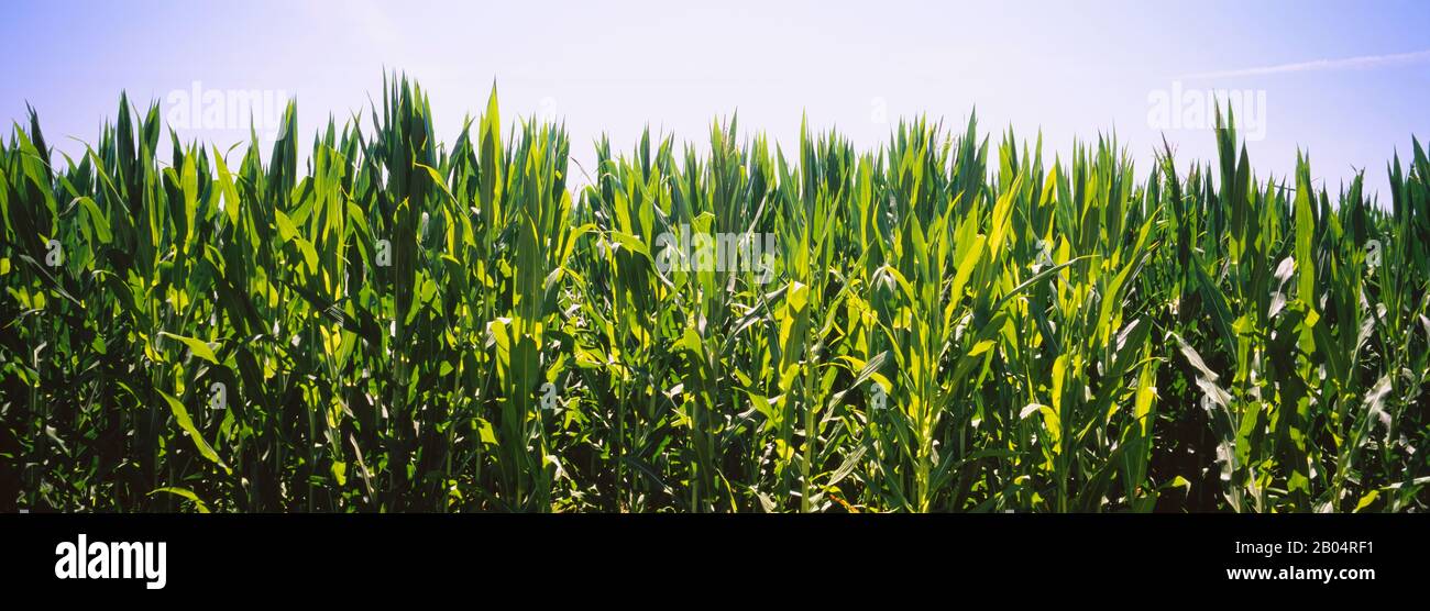 Corn crop growing in a field, Washington State, USA Stock Photo - Alamy