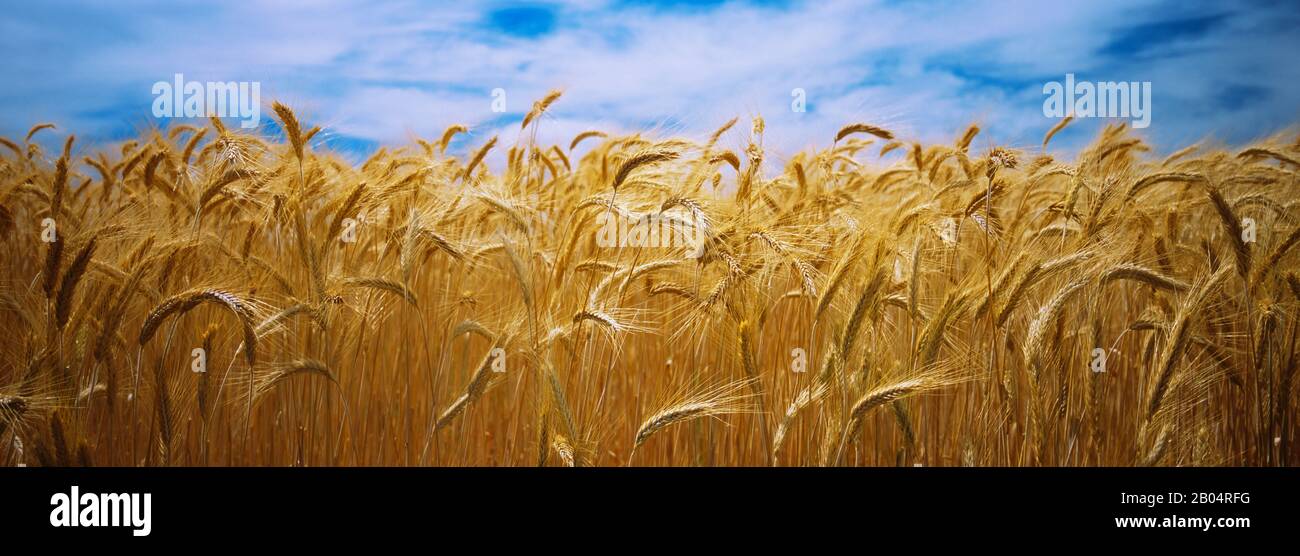 Wheat crop growing in a field, Palouse Country, Washington State, USA ...