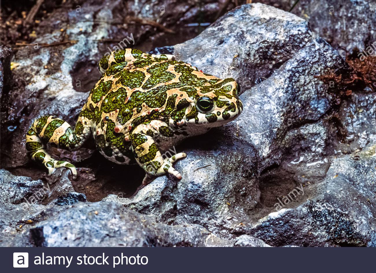 Camouflage Markings High Resolution Stock Photography and Images - Alamy