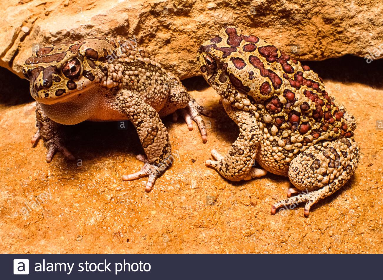 Bufotoxin High Resolution Stock Photography and Images - Alamy