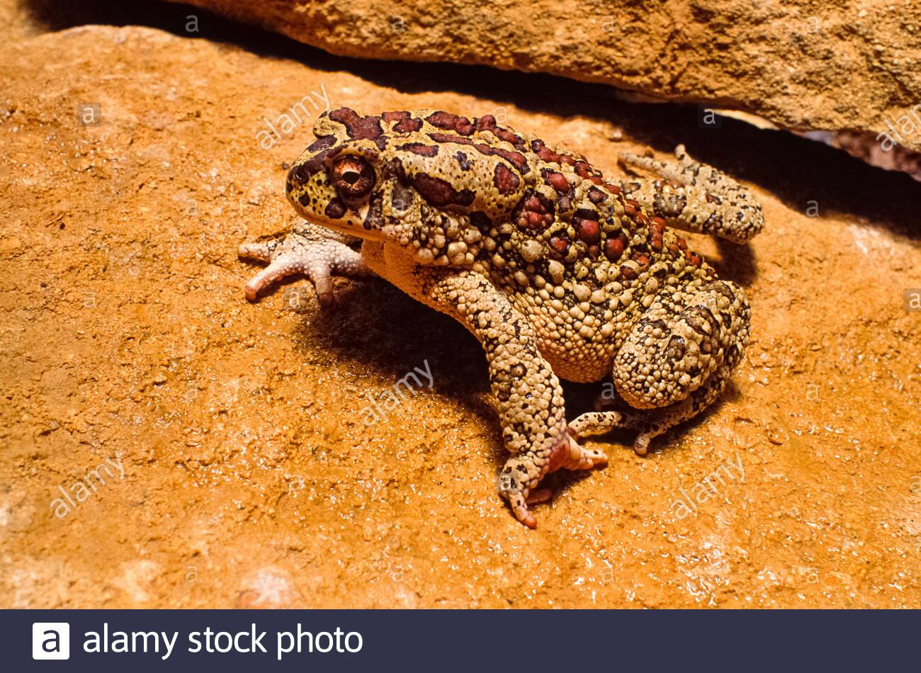 Bufotoxin High Resolution Stock Photography and Images - Alamy