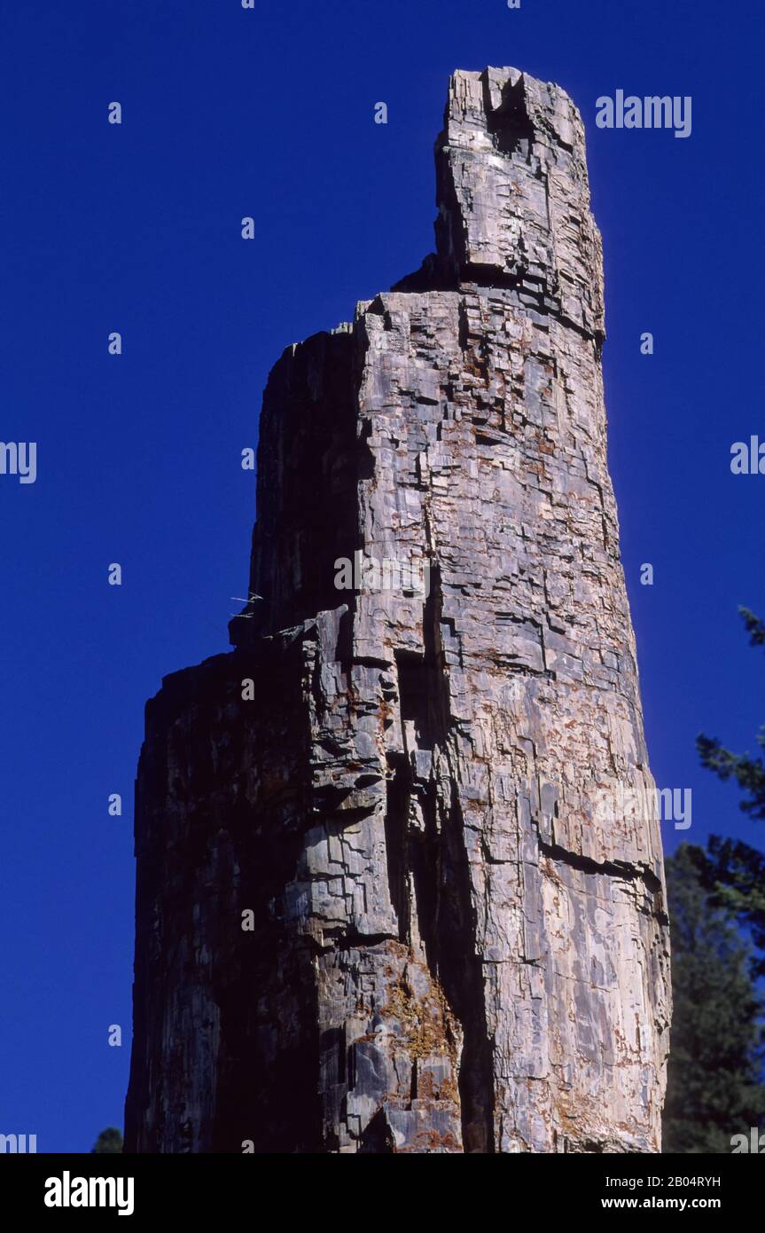 Petrified tree yellowstone hi-res stock photography and images - Alamy