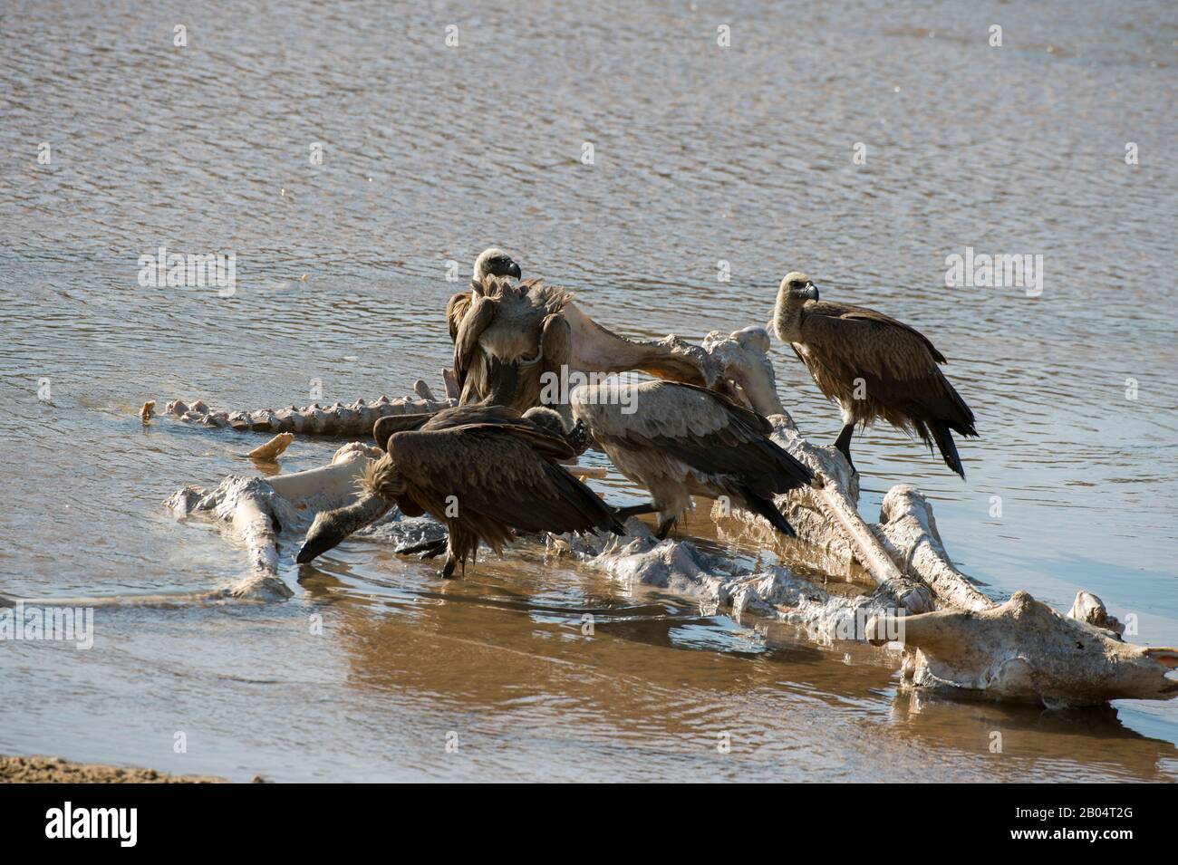 Vultures feeding on remains of a dead giraffe at the Sand River in the ...