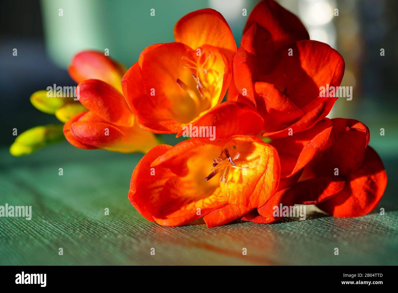 Stem of fragrant orange freesia flowers Stock Photo - Alamy