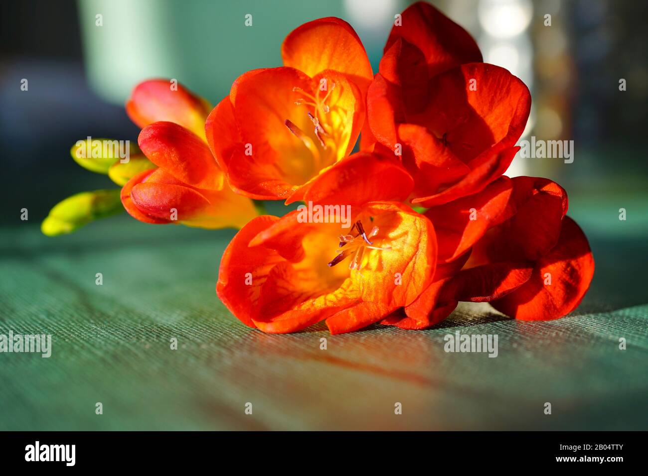 Stem of fragrant orange freesia flowers Stock Photo - Alamy