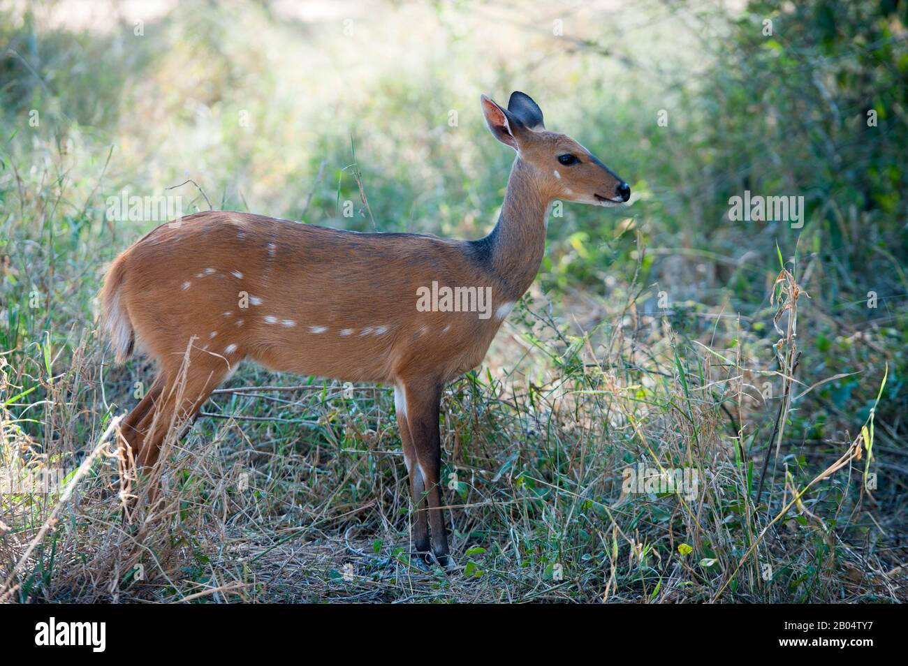Nyala female (Nyala angasii or Tragelaphus angasii), also called inyala ...