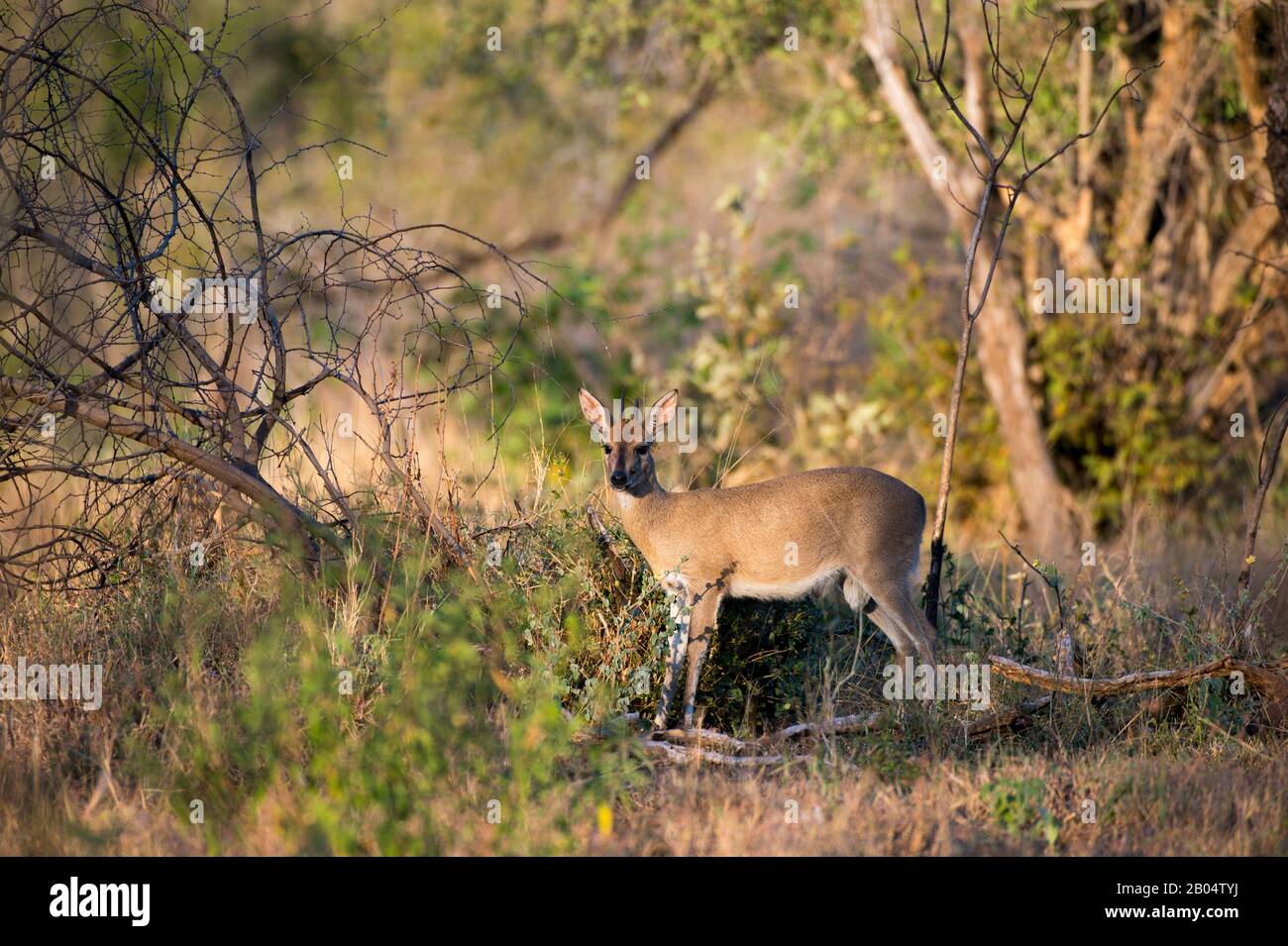 A duiker is a small antelope in the Sabi Sands Game Reserve adjacent to ...