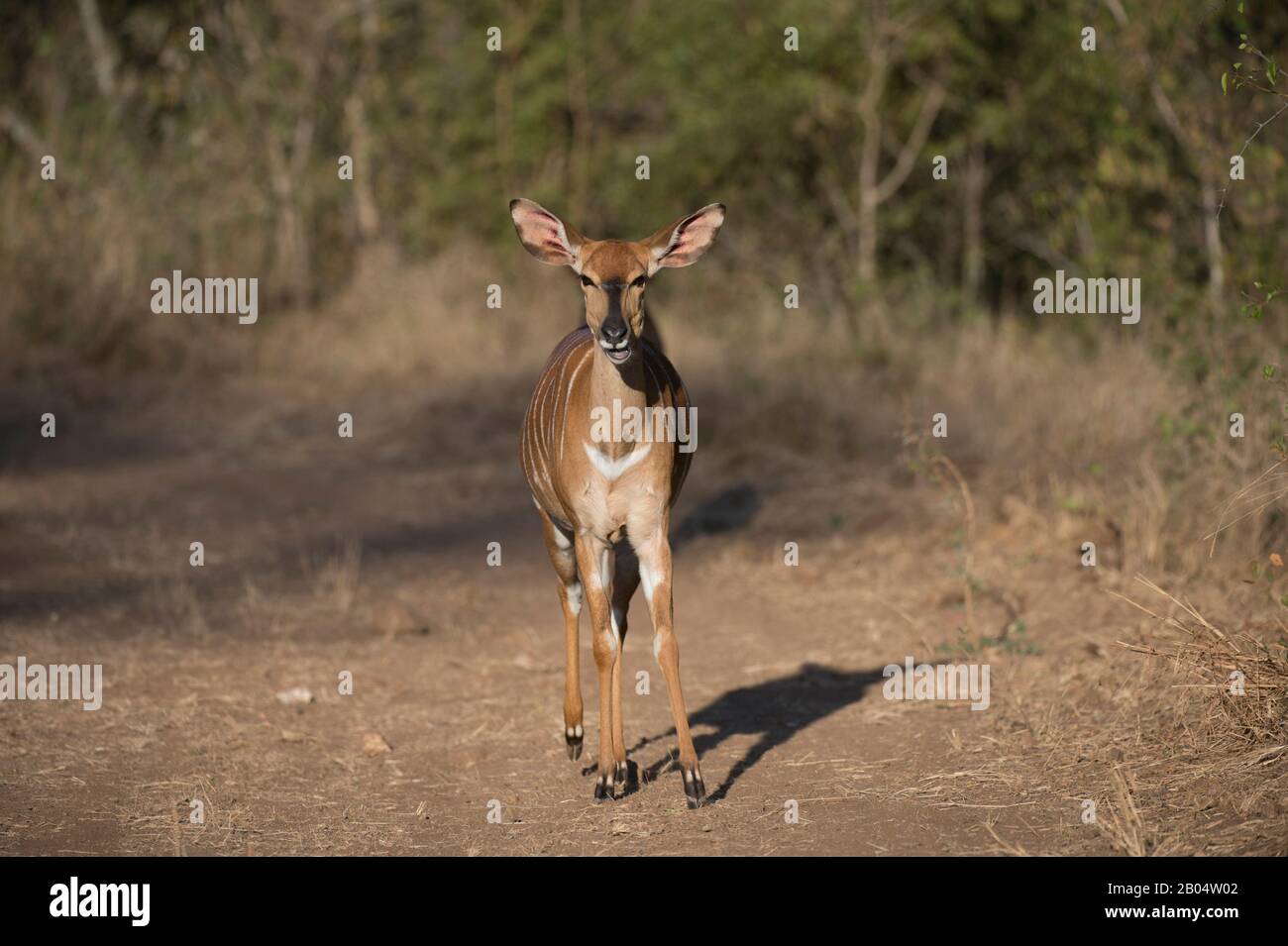 Nyala female (Nyala angasii or Tragelaphus angasii), also called inyala ...