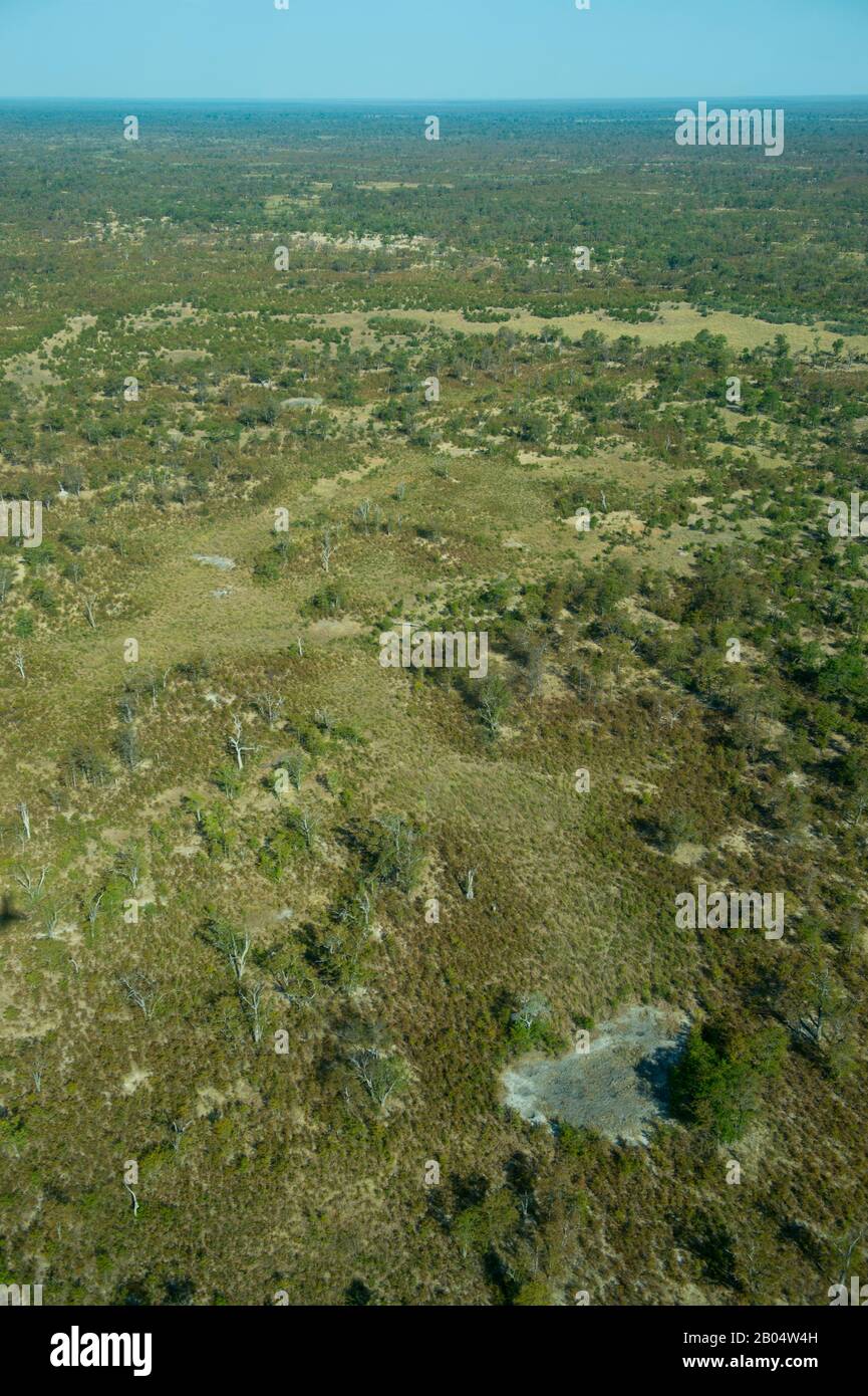Aerial view of the Mopani forest in the Linyanti Reserve near the ...